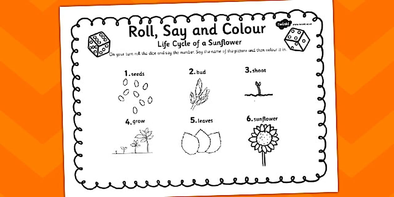 Sunflower Life Cycle Roll Say Colour (teacher made) - Twinkl