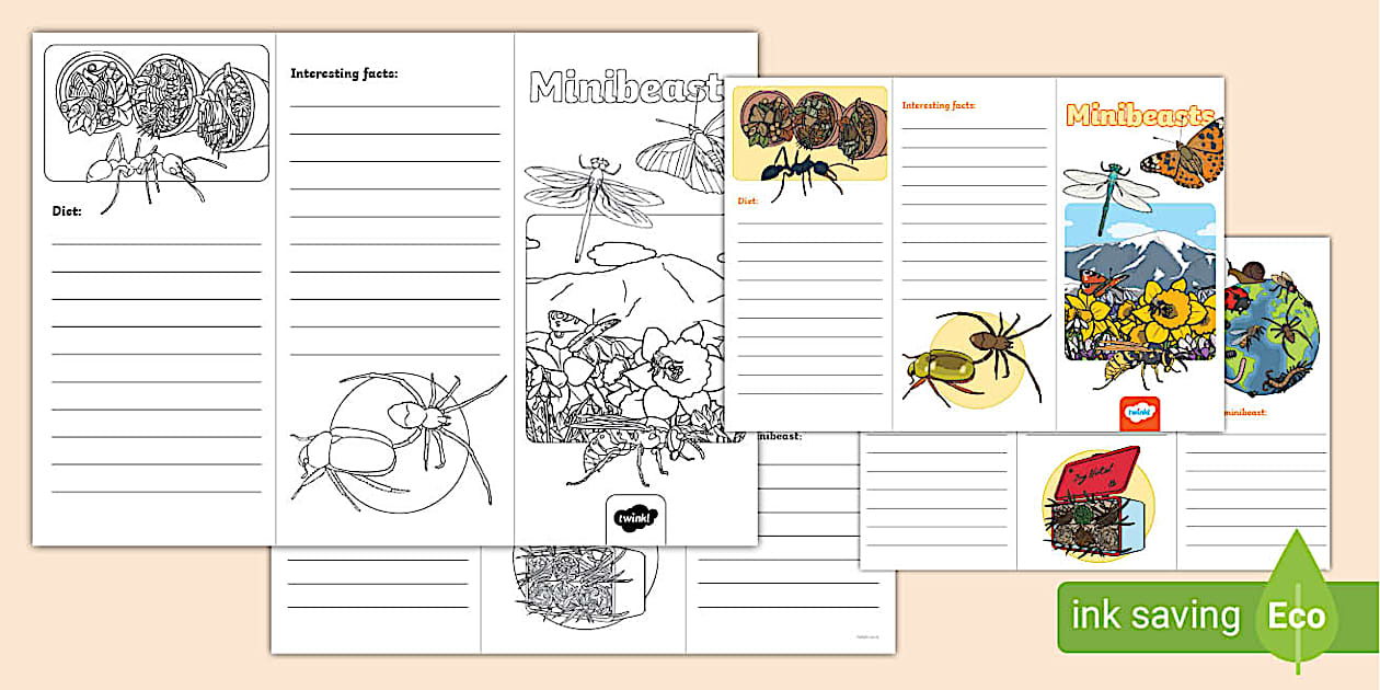 Minibeast Leaflet Template (teacher made) - Twinkl
