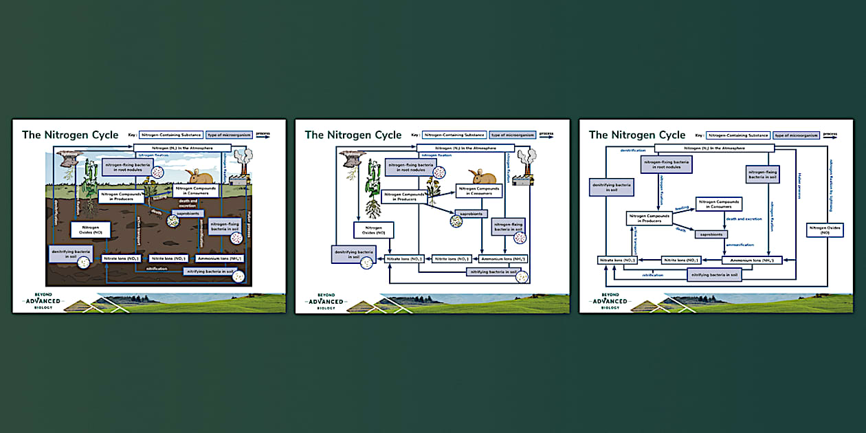 A Level Nitrogen Cycle Poster (Teacher-Made) - Twinkl