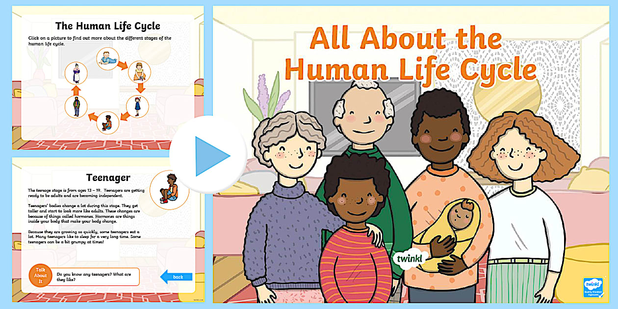 The Human Life Cycle | PowerPoint | Primary Resources