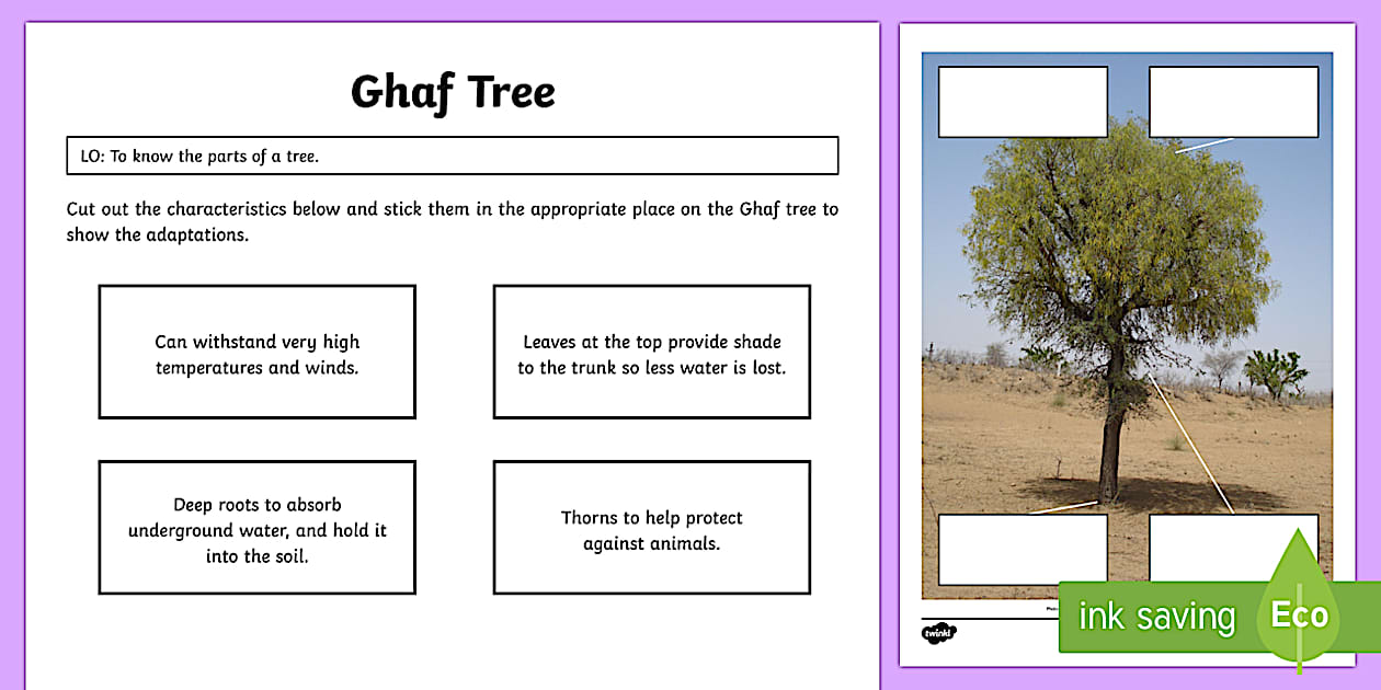 Ghaf Tree Worksheet / Worksheet (Teacher-Made) - Twinkl