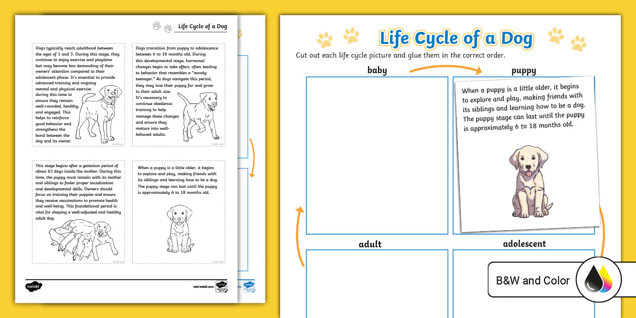 Life Cycle of a Dog Cut and Paste Worksheet for 3rd-5th Grade