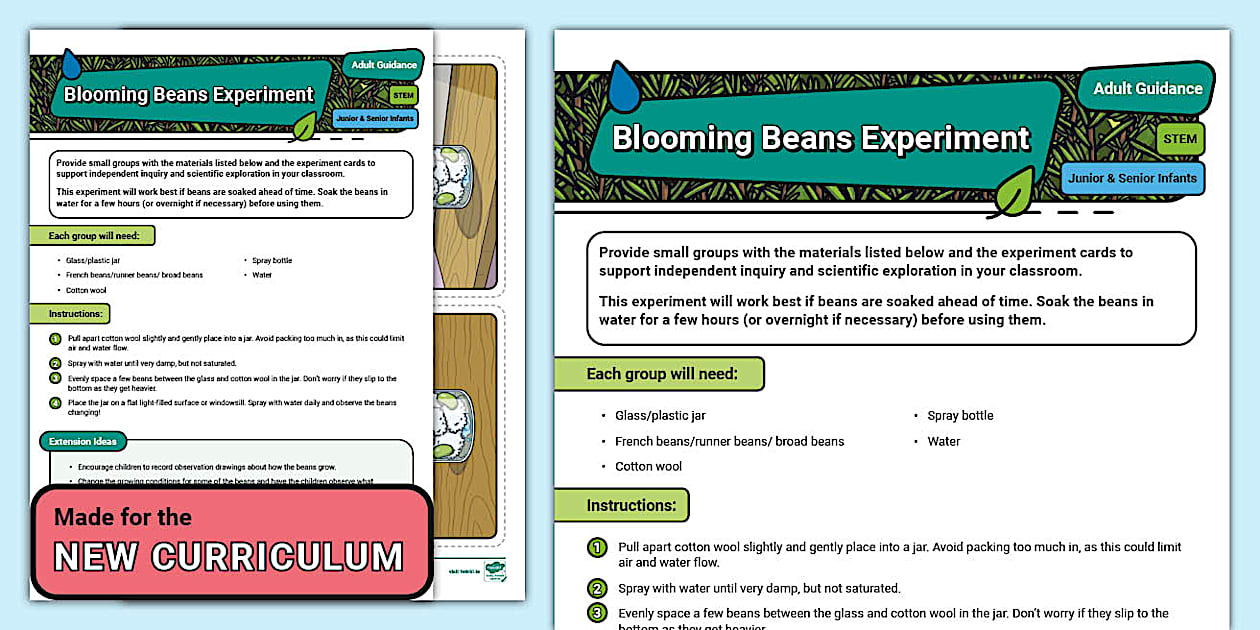 Blooming Beans Experiment (teacher made) - Twinkl