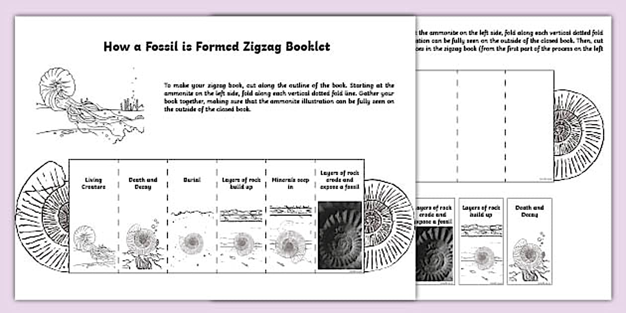 How a Fossil is Formed Zigzag Book (teacher made) - Twinkl