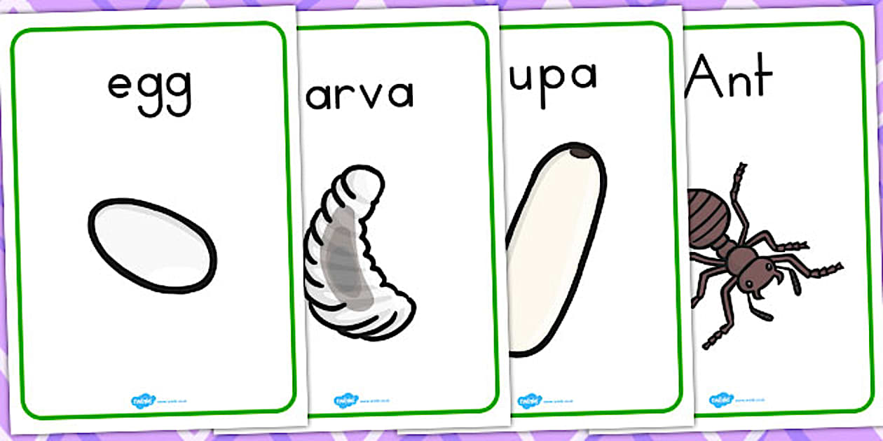 Ant Life Cycle Growth Posters (teacher made) - Twinkl