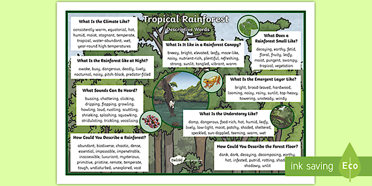 Editable KS2 Tropical Rainforests Descriptive Word Mat