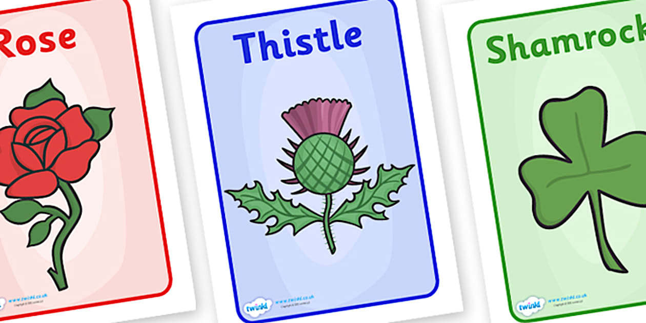 Flowers Of The UK Display Posters (teacher made) - Twinkl