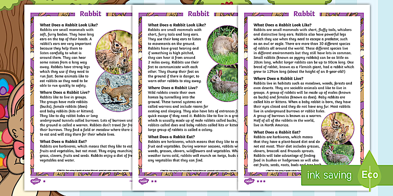 Rabbit Fact File KS1 | Twinkl Originals (teacher made)