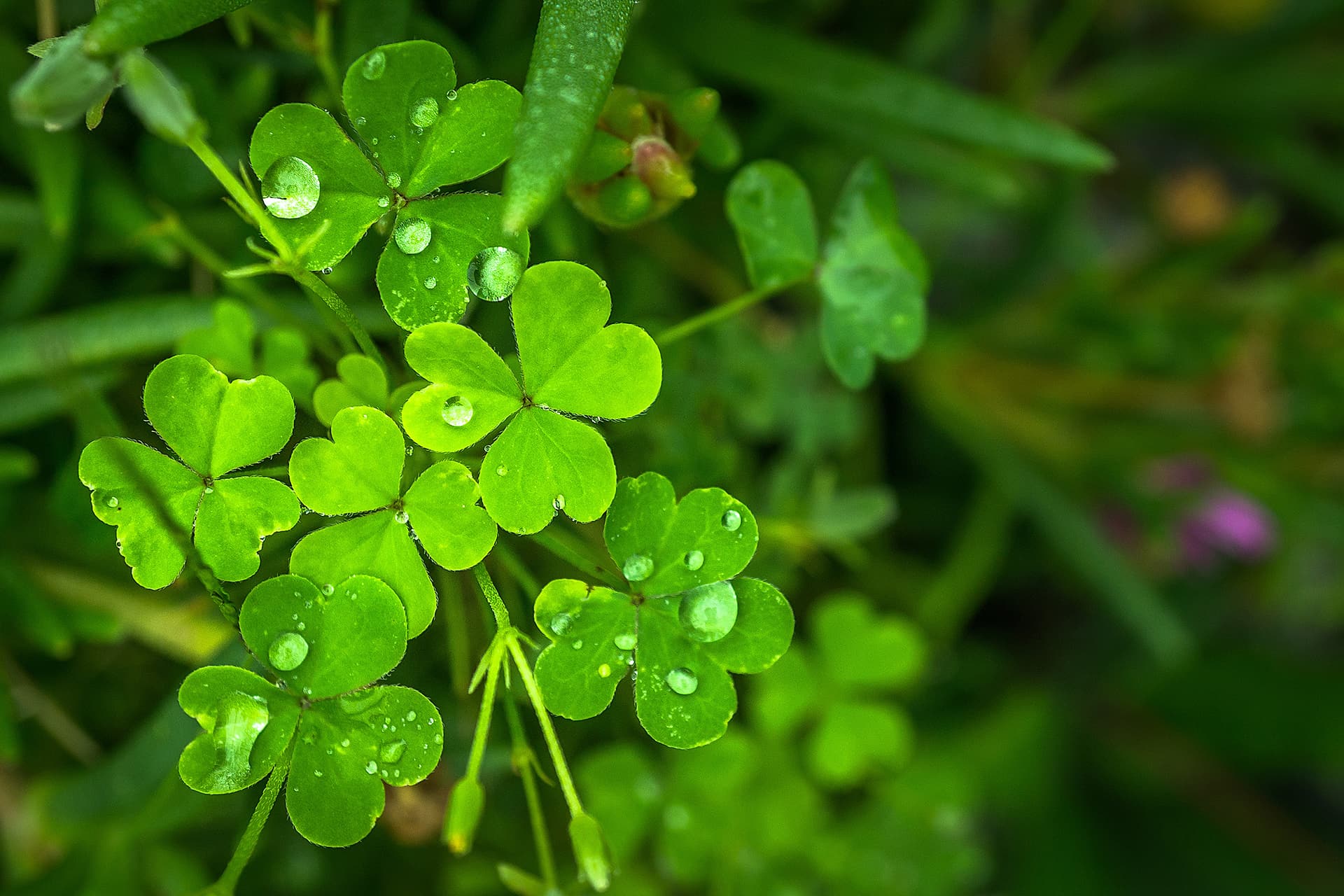 Ireland Classroom Starters & Teaching Ideas - Twinkl