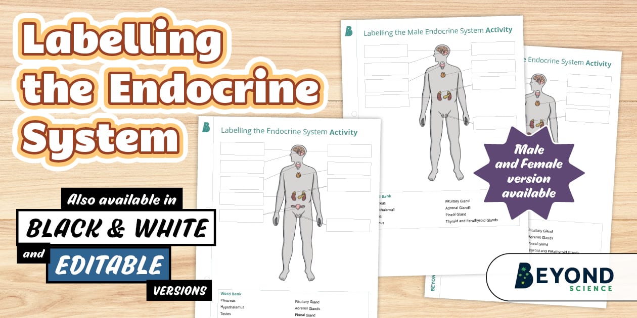 Endocrine System Worksheet PDF | Twinkl | Beyond Science