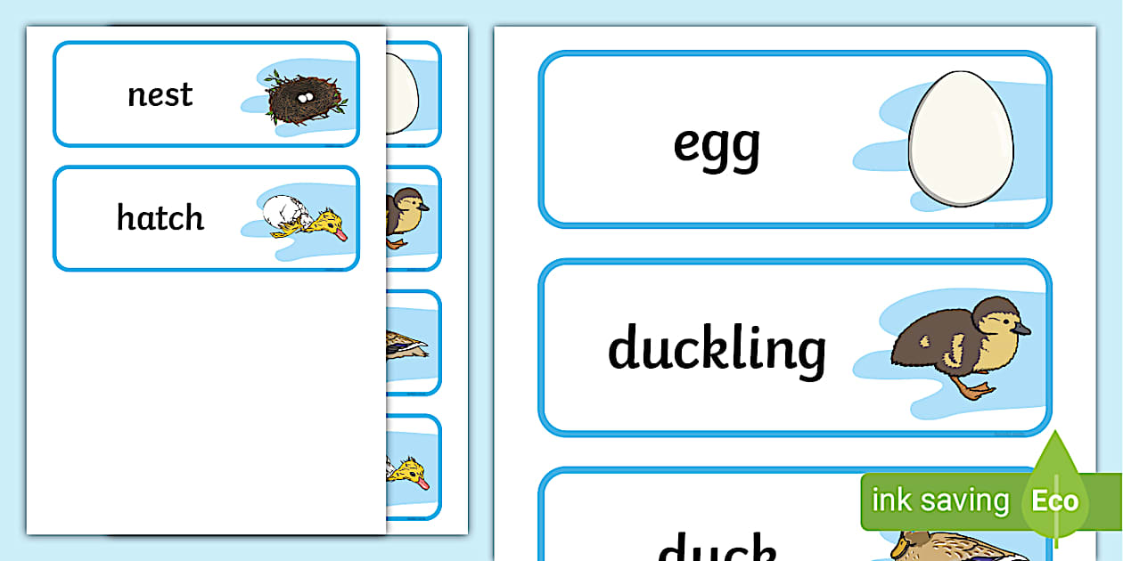 Editable Duck Life Cycle Word Cards (teacher made) - Twinkl