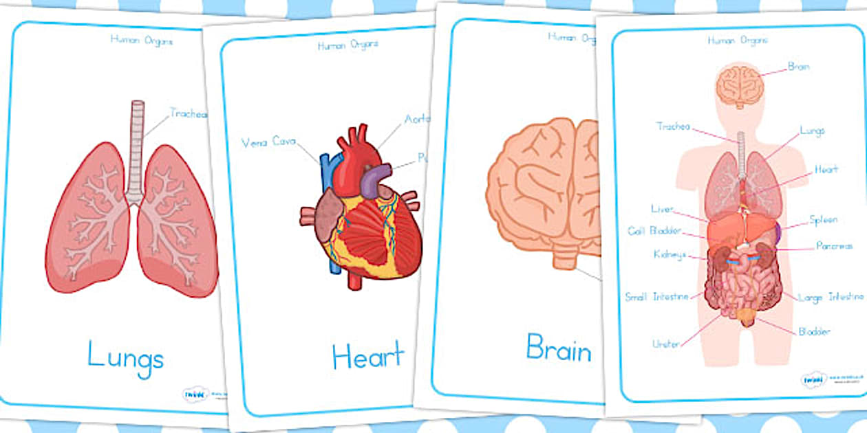 Human Body Organs Display Poster (teacher made) - Twinkl