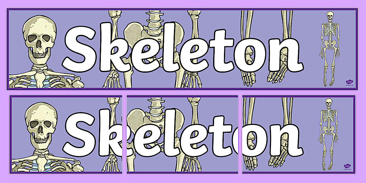 Skeleton Display Banner (teacher made) - Twinkl