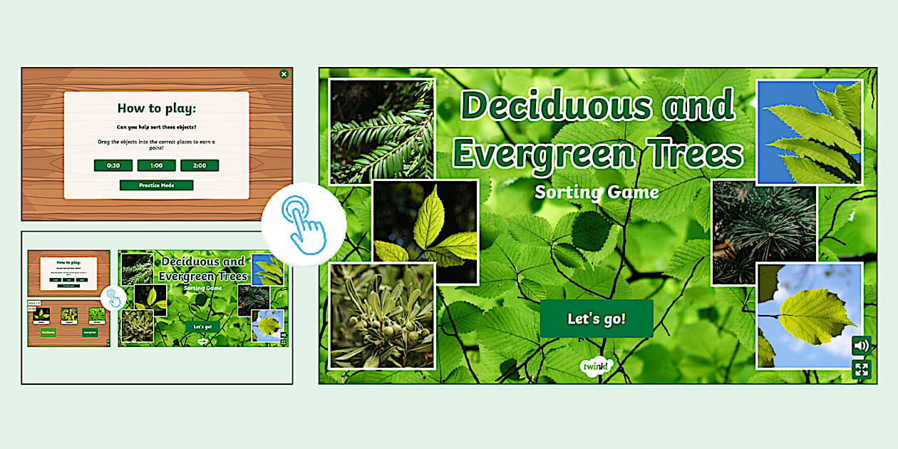 Deciduous and Evergreen Trees Interactive Sorting Game