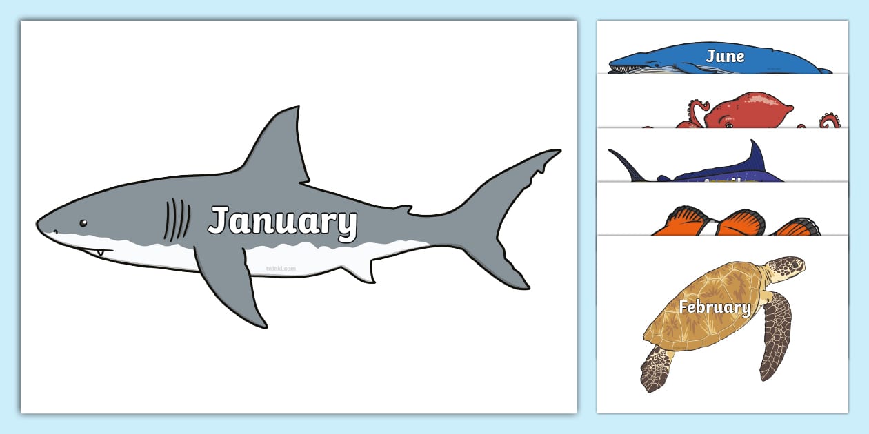 Months of the Year on Sea Creatures (teacher made) - Twinkl