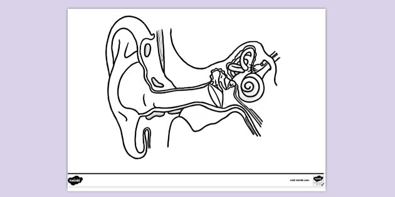 Ear Diagram Colouring Sheet (teacher made) - Twinkl