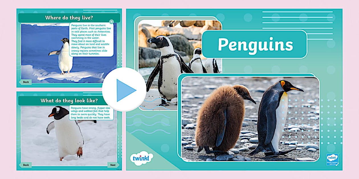 Penguins Photo PowerPoint (teacher made) - Twinkl