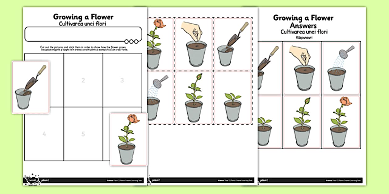 Black and White Worksheet Growing a Flower Romanian Translation