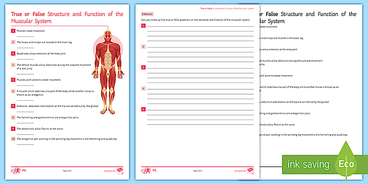 GCSE PE: Muscular System True or False Worksheet - Twinkl