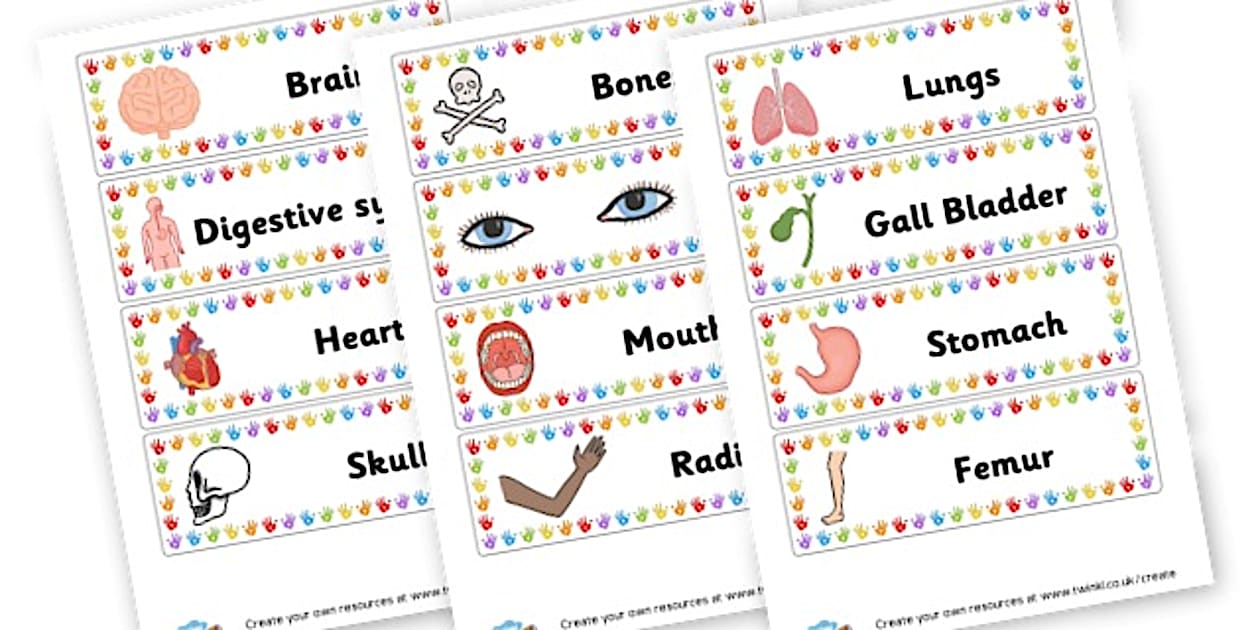 Body labels (teacher made) - Twinkl