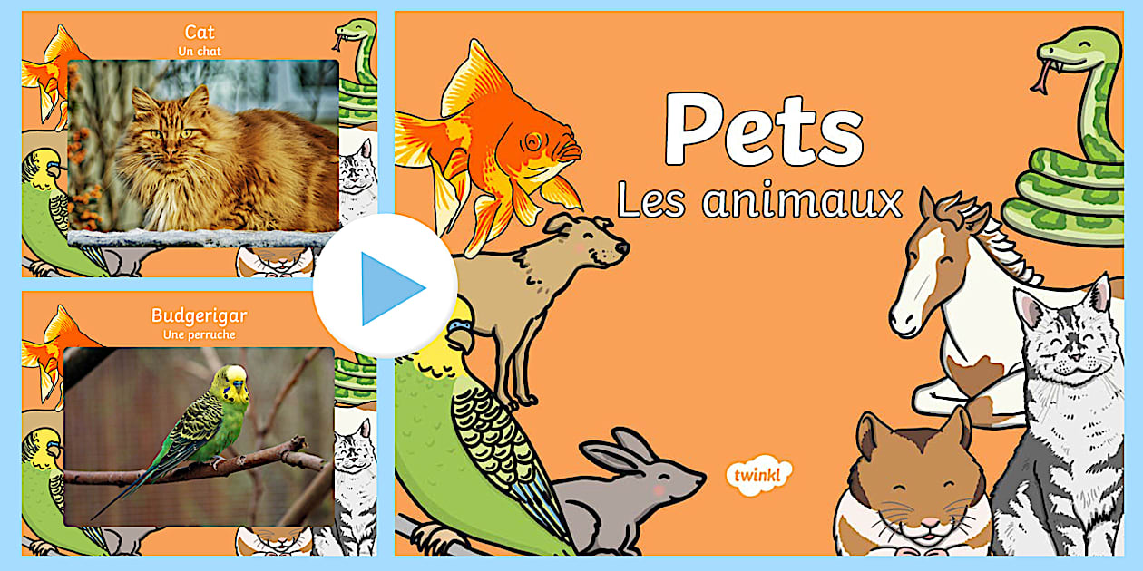French Pets PowerPoint (teacher made) - Twinkl
