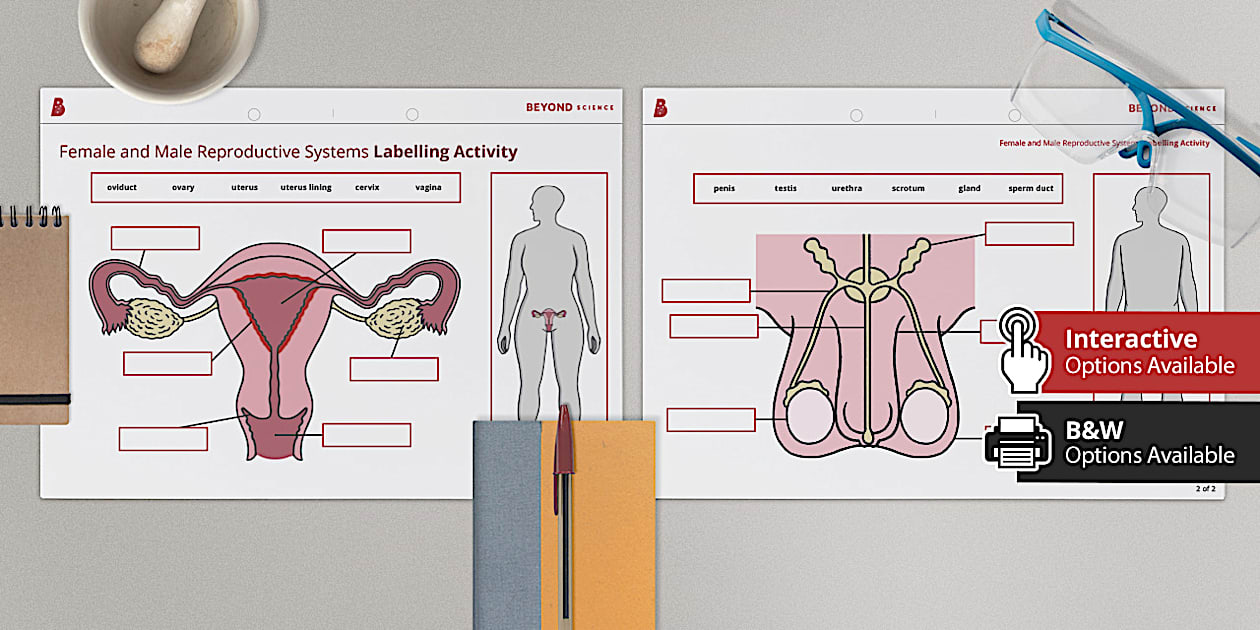 Female and Male Reproductive Systems Labelling Activity