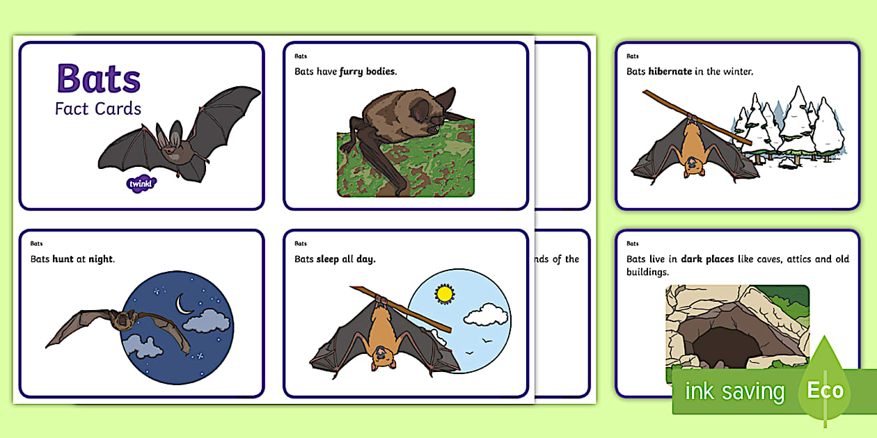 Bat Information Fact Cards (Teacher-Made) - Twinkl