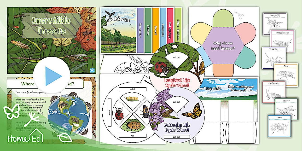 Incredible Insects (teacher made) - Twinkl