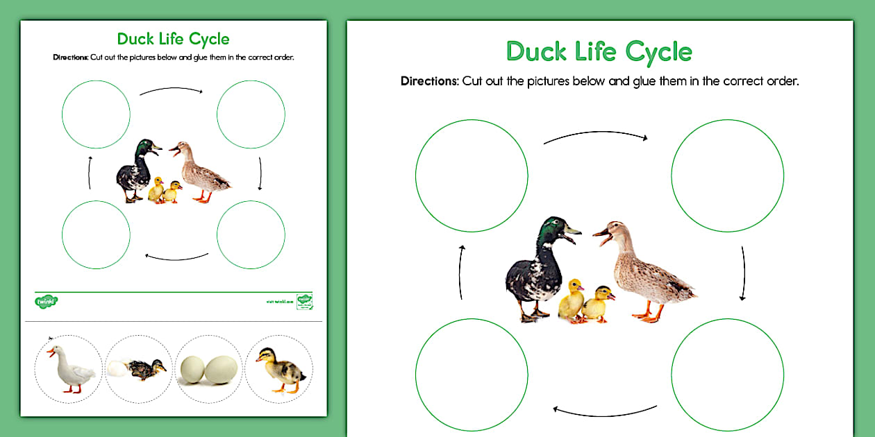 Duck Life Cycle Cut and Paste Worksheet (teacher made)