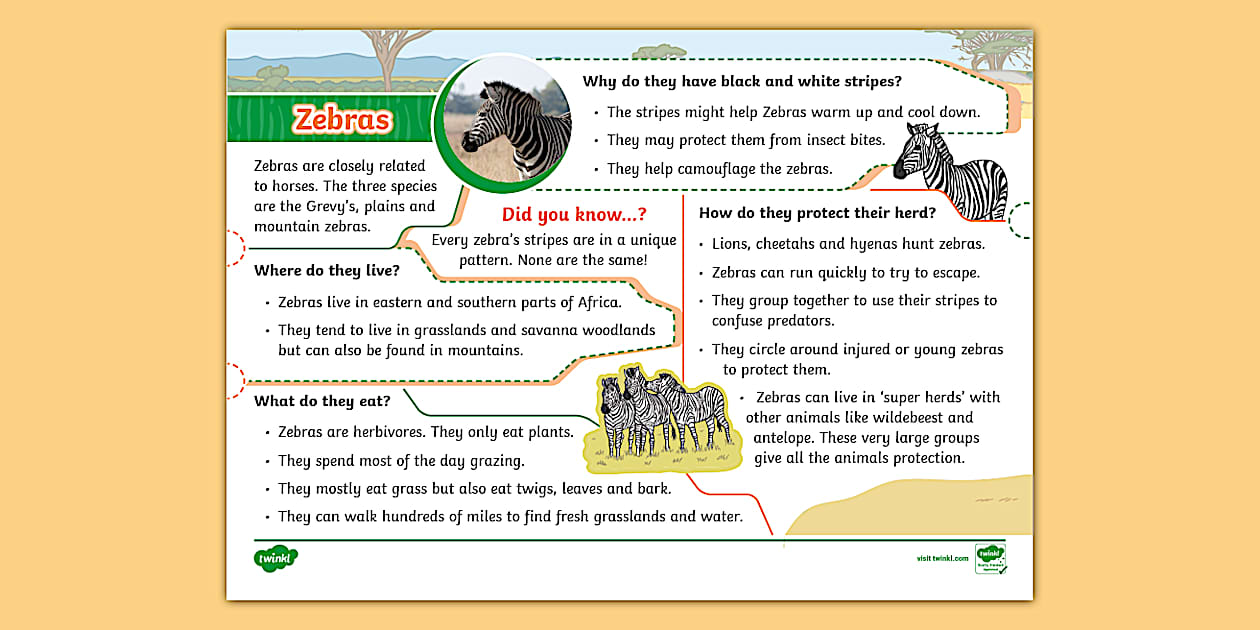 Zebra Fact Files (Teacher-Made) - Twinkl