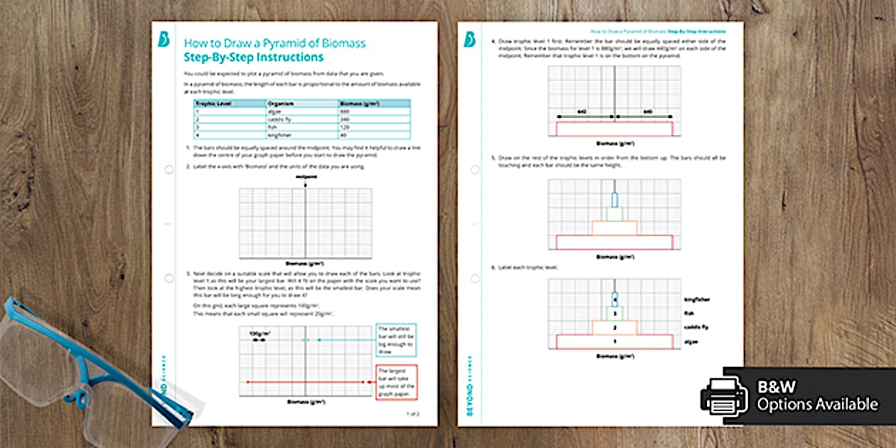 How to Draw a Pyramid of Biomass | GCSE Ecology | Beyond