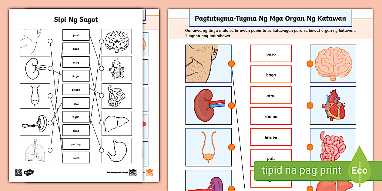 Pagtutugma-Tugmang Pagsasanay Ng Mga Organ Ng Katawan | Kinder | Twinkl