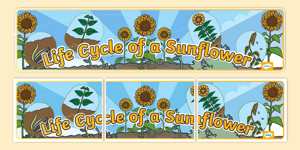 Life Cycle of a Sunflower Display Banner (teacher made)