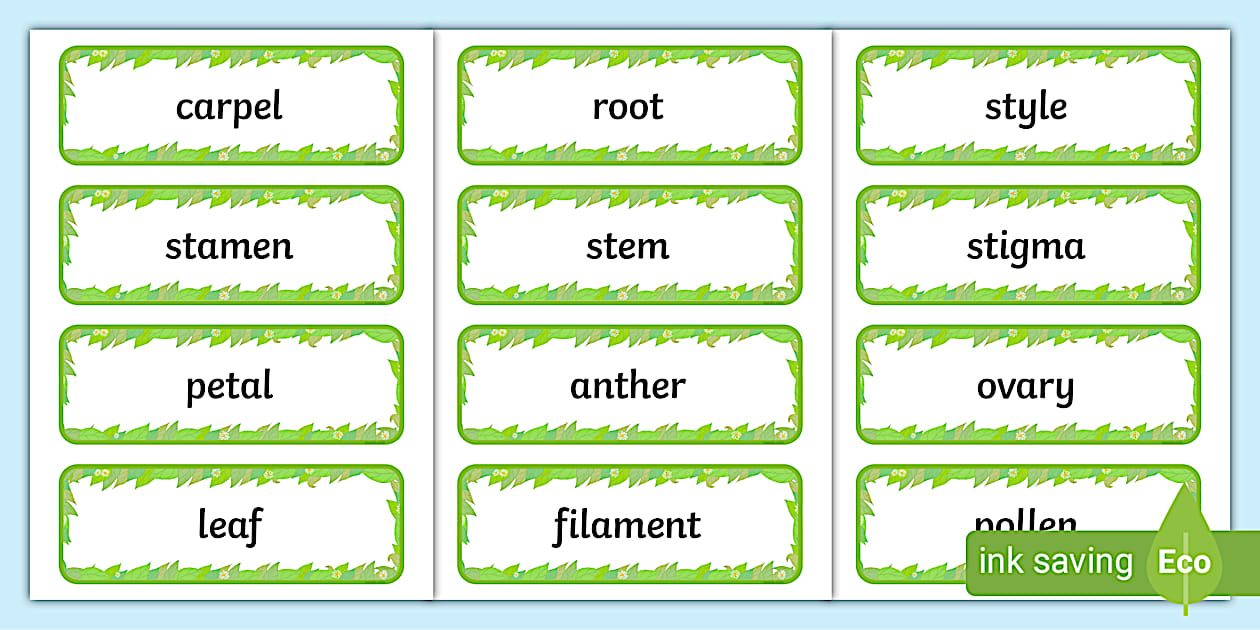 parts of a flower labels - Twinkl