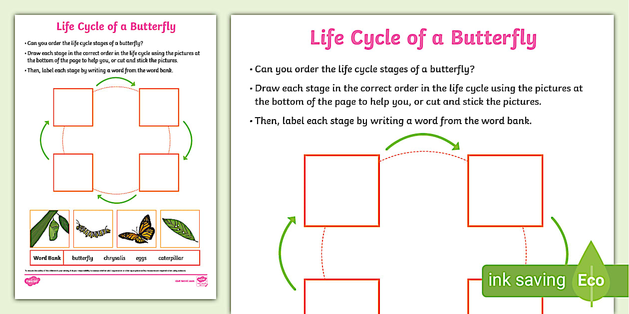 Life Cycle of a Butterfly Activity Sheet - Twinkl - Science