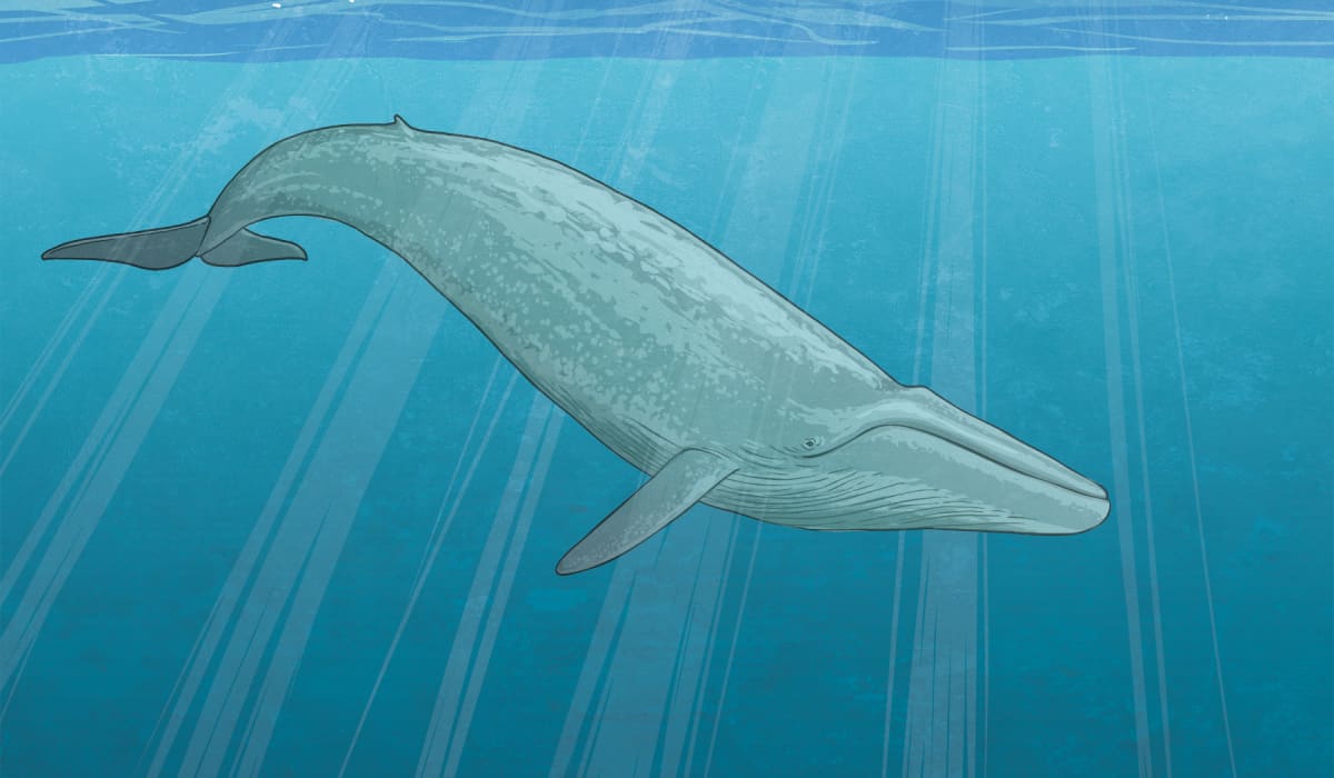 Comeback Whale - Twinkl NewsRoom - Twinkl