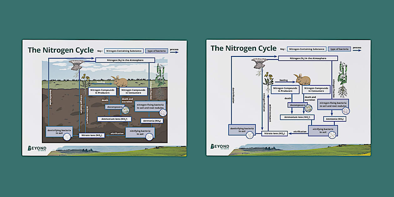 Nitrogen Cycle Poster (teacher made) - Twinkl