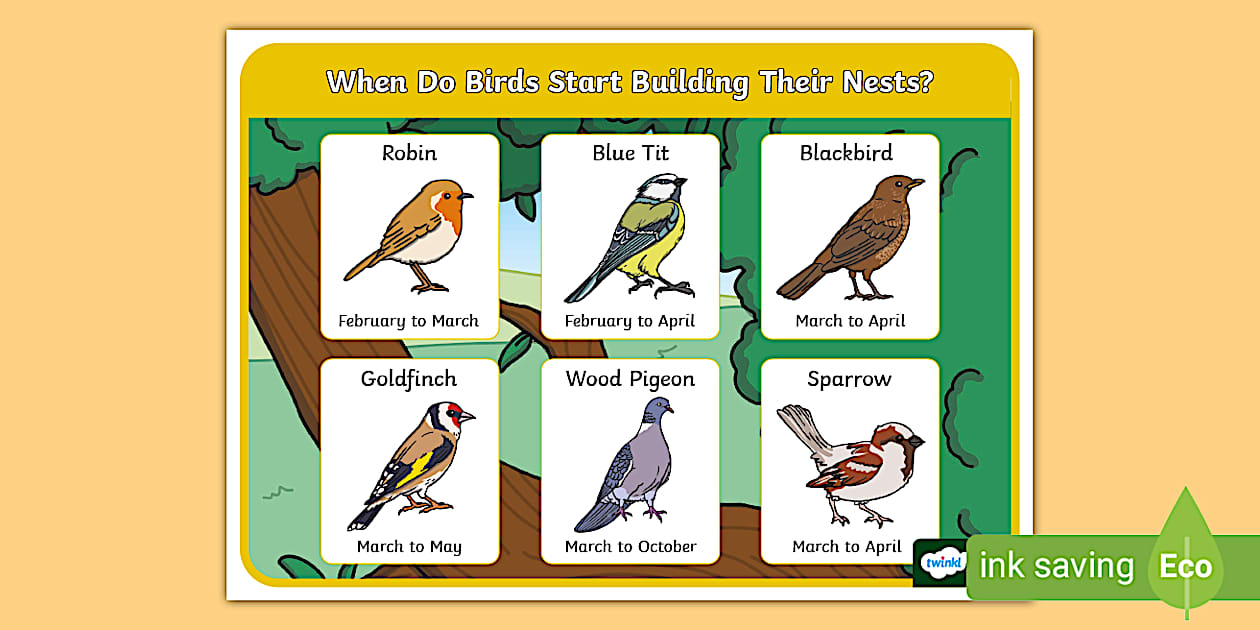 When Do Birds Start Building Their Nests? Display Poster