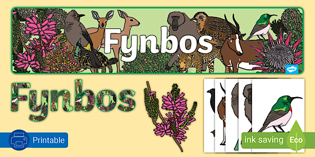 Fynbos Classroom Display Pack | South Africa (Teacher-Made)