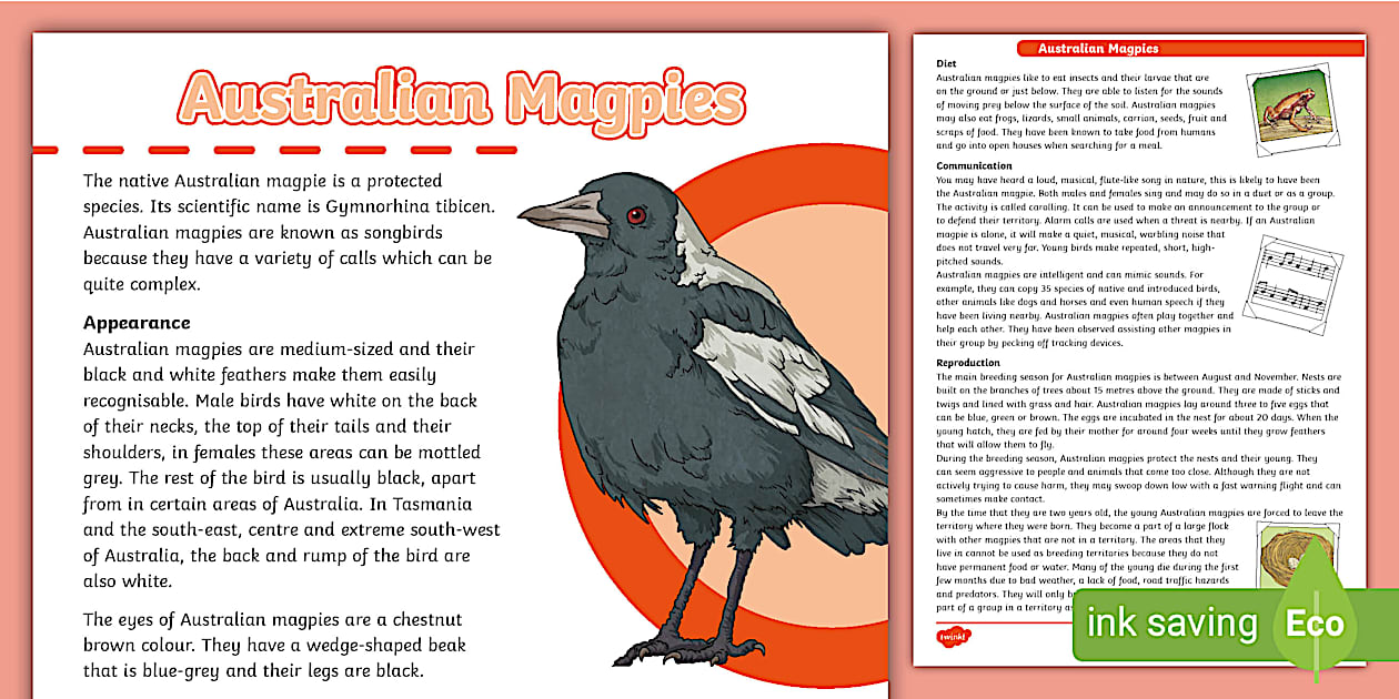 Australian Magpies Fact File (teacher made) - Twinkl