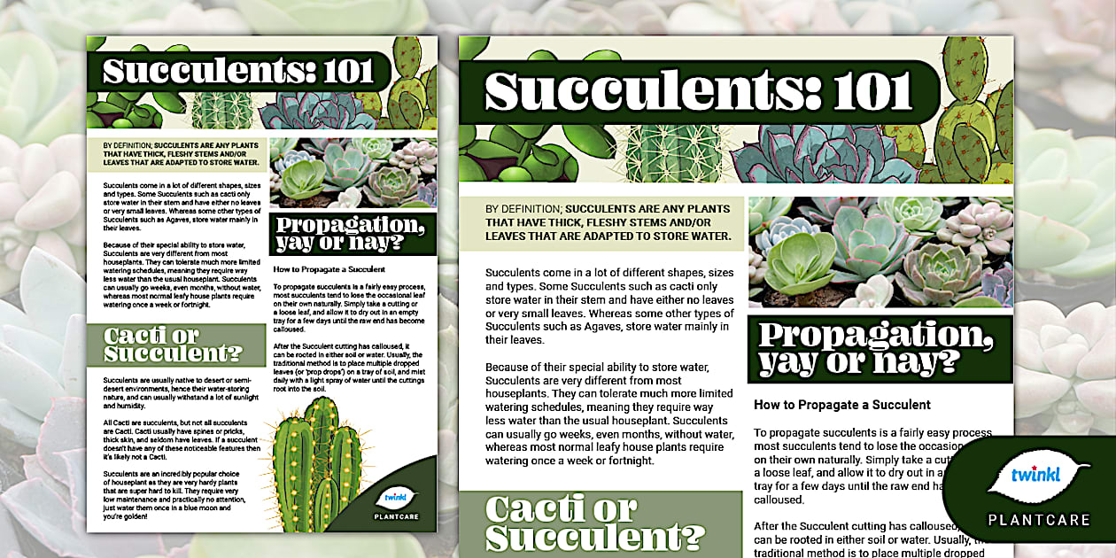 Succulents: 101, A Beginners guide to Succulents, Plantcare