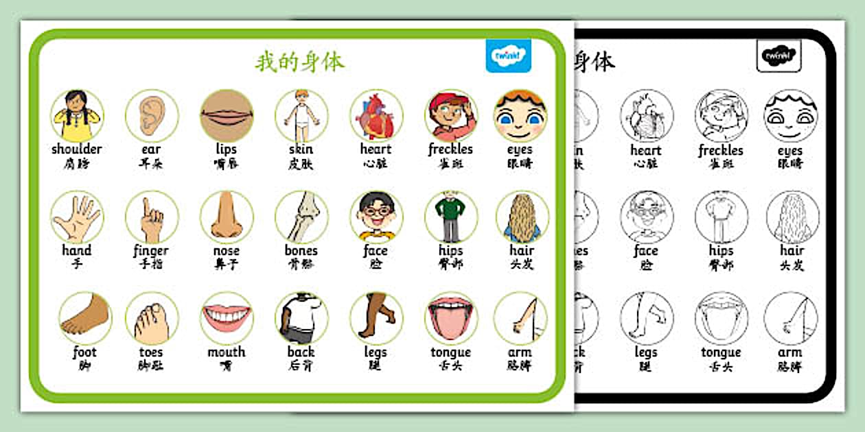 'My Body' Word Mat 我的身体 词汇毯 / 中英双语