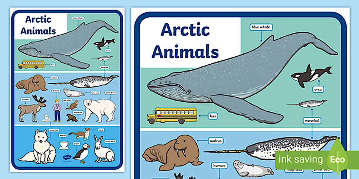 Arctic Animals Size Comparison Display Poster - Twinkl