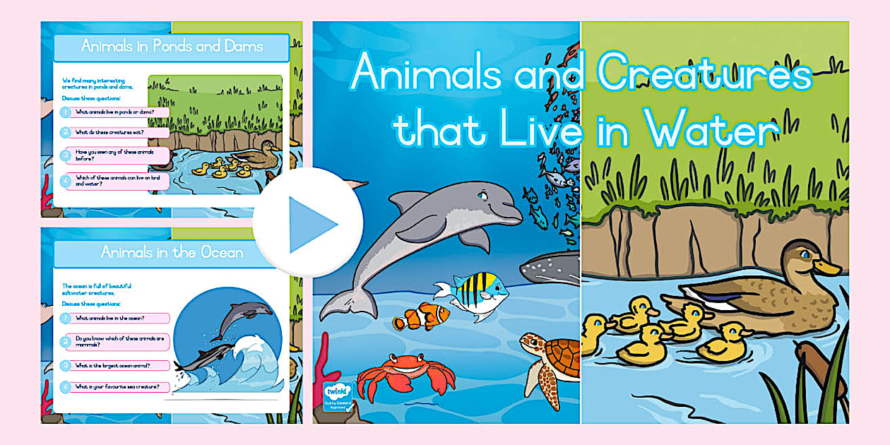 Grade 2 - Animals and Creatures that Live in Water Discussion PowerPoint
