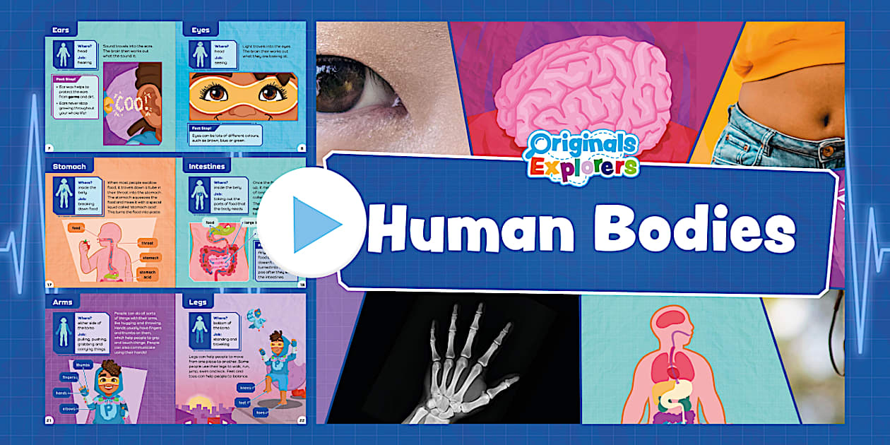 Originals Explorers: Human Bodies PowerPoint (teacher made)