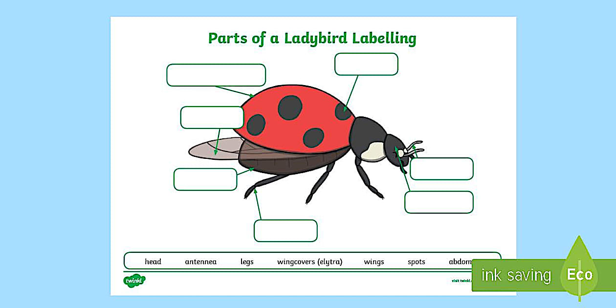 Editable Parts of a Ladybird Labelling Worksheet - Twinkl