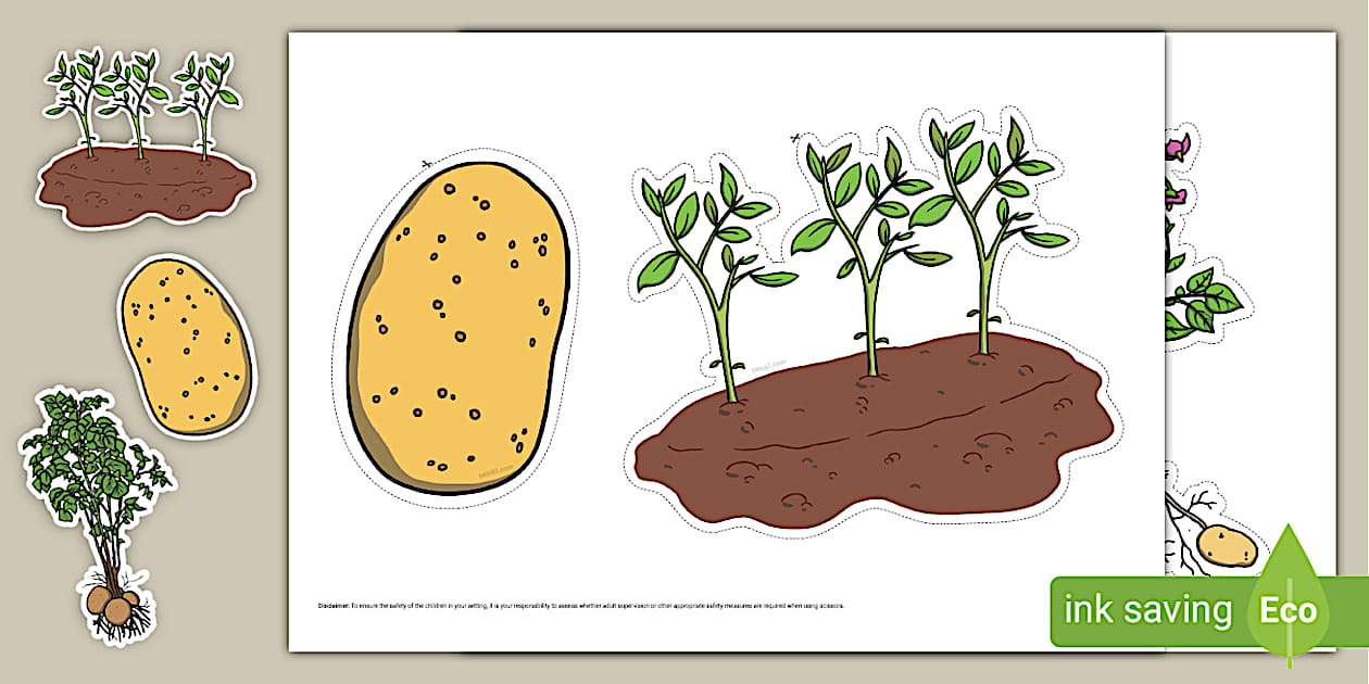 Potato Life Cycle Cut-Outs (teacher made) - Twinkl