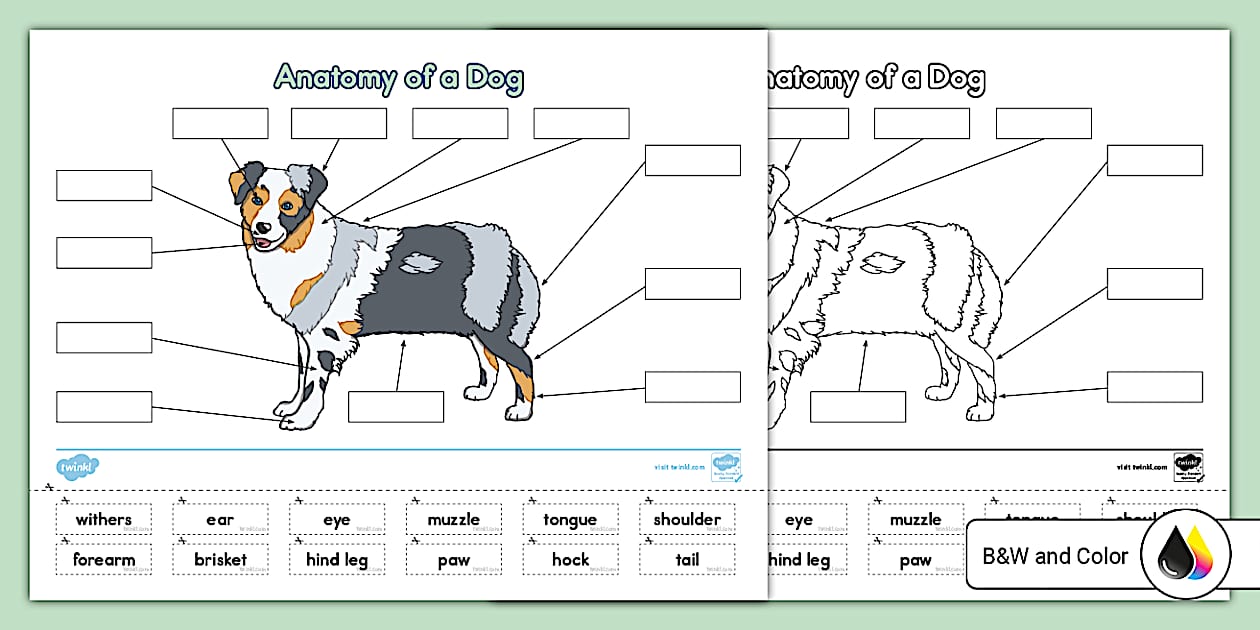 Dog Anatomy Labeled Worksheet for Kids | Twinkl USA - Twinkl