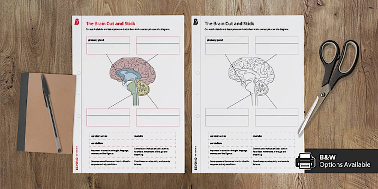 Parts of the Brain Cut and Stick - Beyond Secondary Science