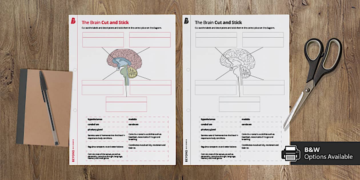 Parts of the Brain Cut and Stick | OCR Biology | Beyond